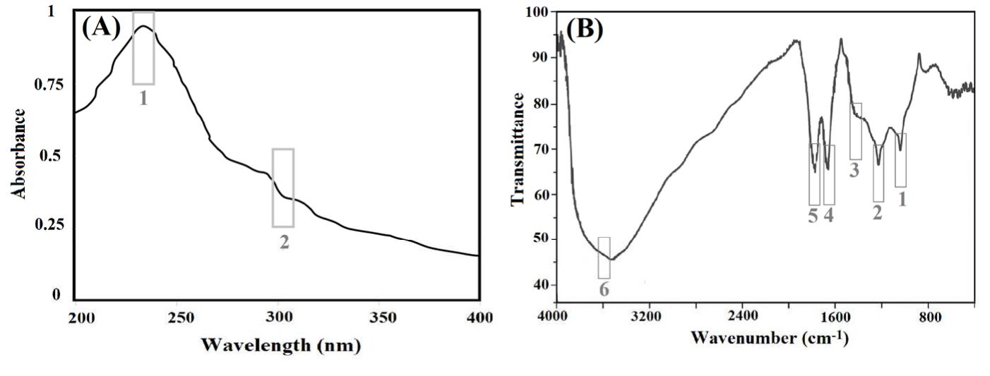 The output of go investigation by (a) uv-vis; (b) ftir. the