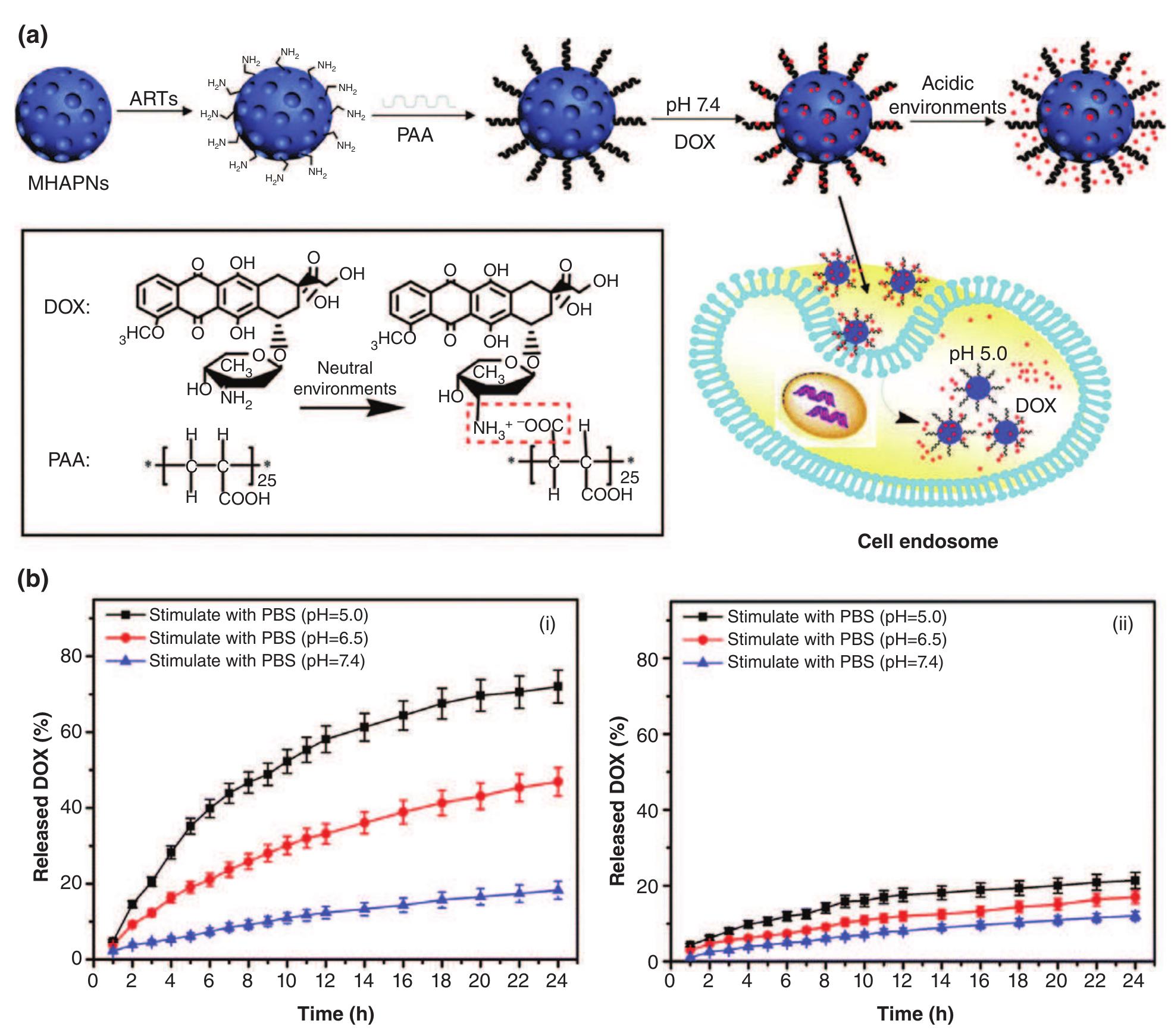 | (a) schematic illustration of the preparation of