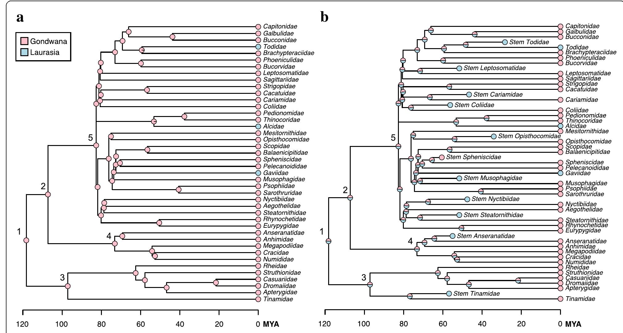 Ml ancestral area reconstructions for extant family-level