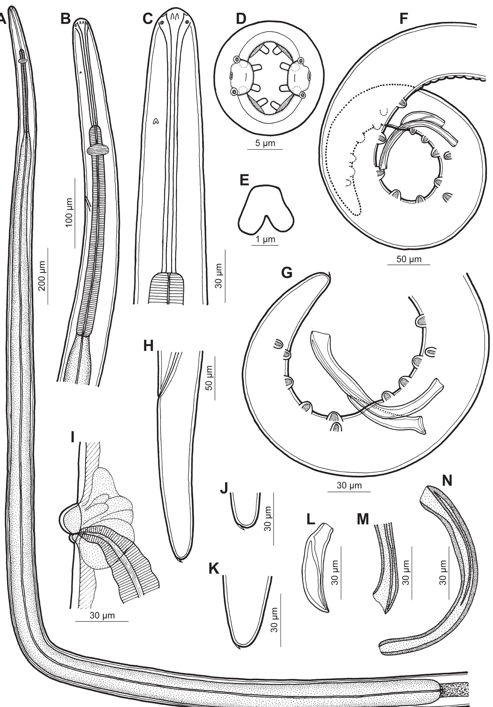Figure 3 - Two new species of rhabdochona (nematoda: Figure 3 - Two new species of rhabdochona (nematoda: