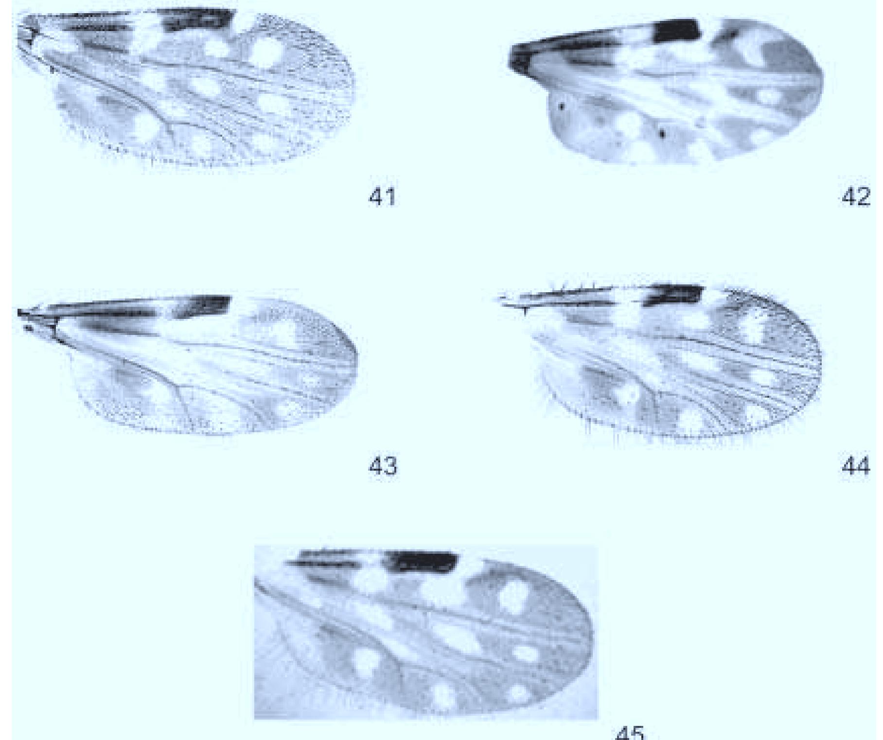 S 41-45: photographs of female wings of culicoides from
