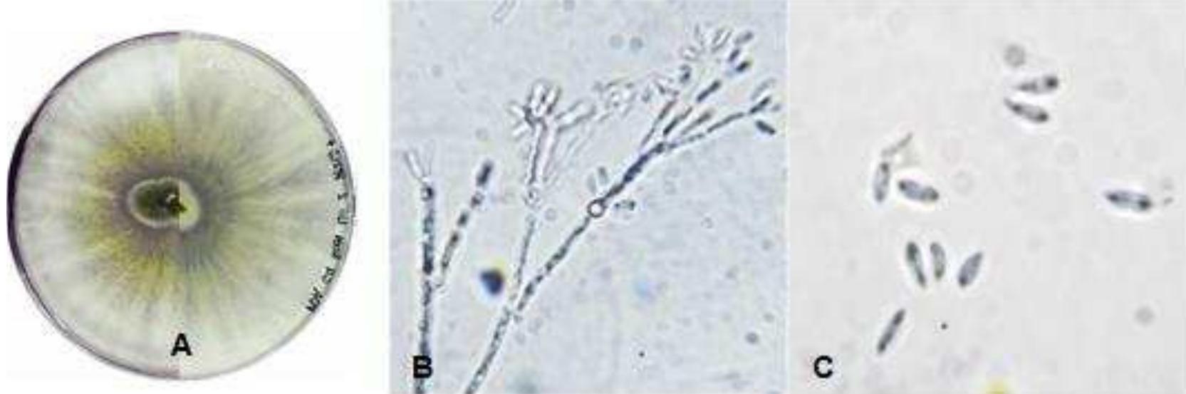 Figure 6 - from Laboratory Report Isolation and