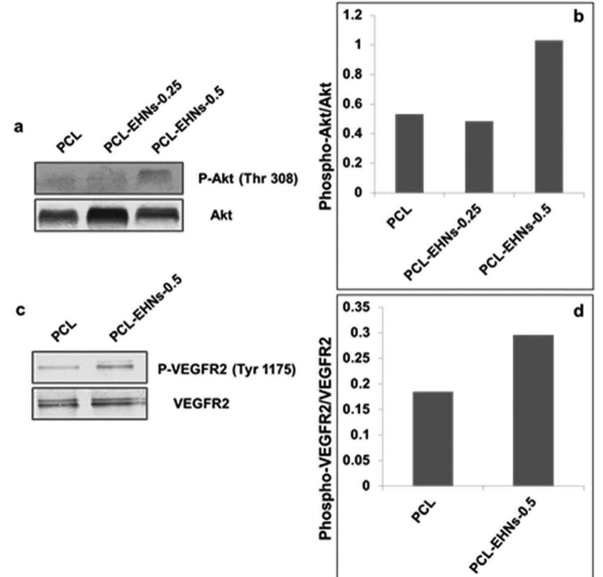 Western blot analysis of phosphorylation of (a) akt (thr 308