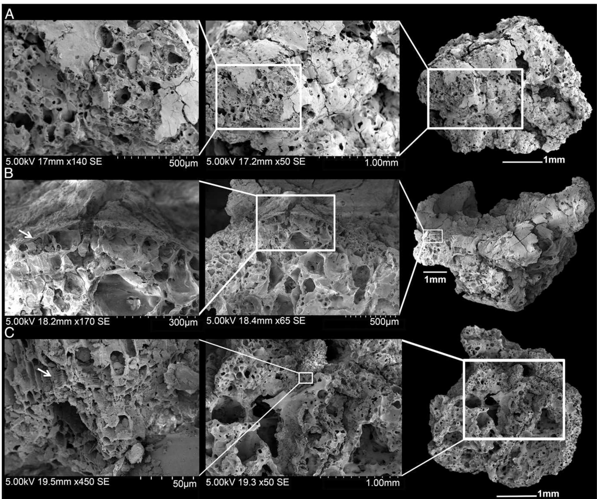 Scanning electron microscope images of bread-like remains