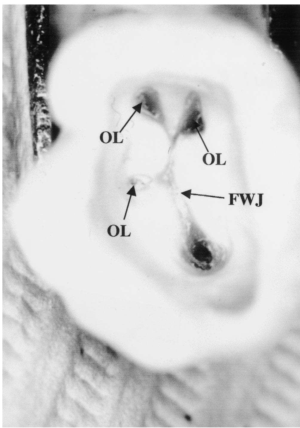 Fia 5. cut specimen showing the orifices (ol) located at the