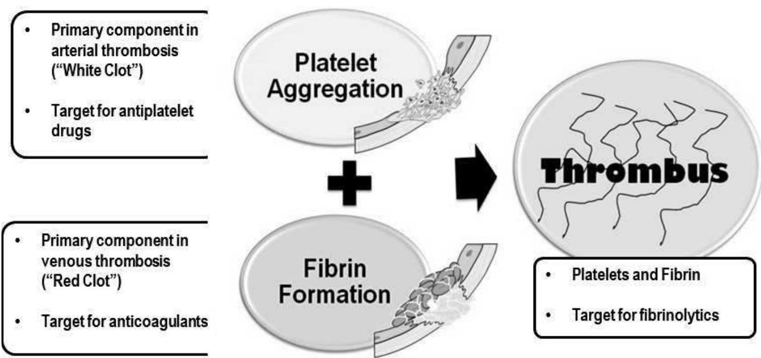 Thrombogenesis. a thrombus consists of 2 principal
