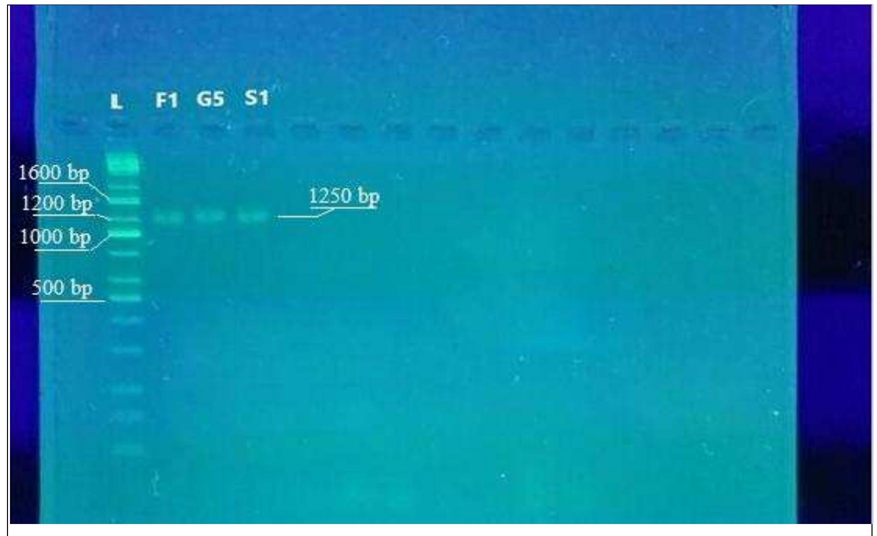 7: redsafe stained pcr product produce bands with size 1250