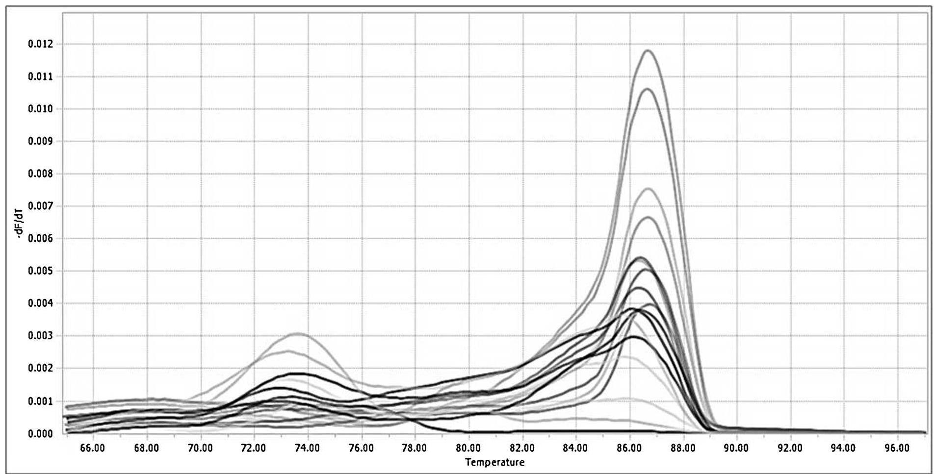 Melting curve profile for real-time pcr amplification of p.