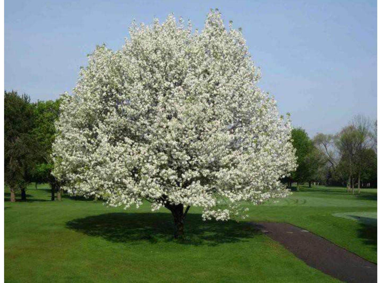 Below is a photograph of a crab apple tree in full blossom,