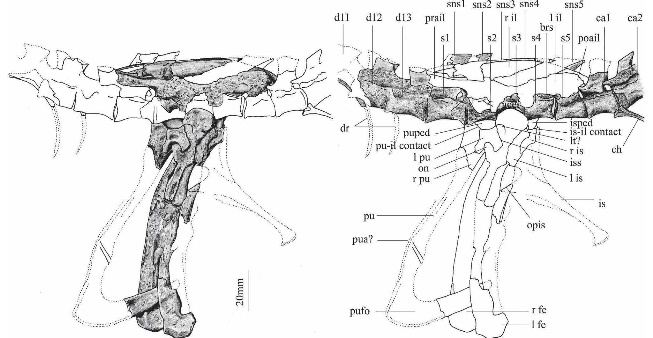 Pelvic girdle, right and left femur, and sacrum of