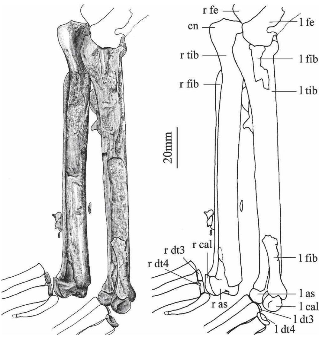 Right and left tibia, fibula, and tarsus of compsognathus