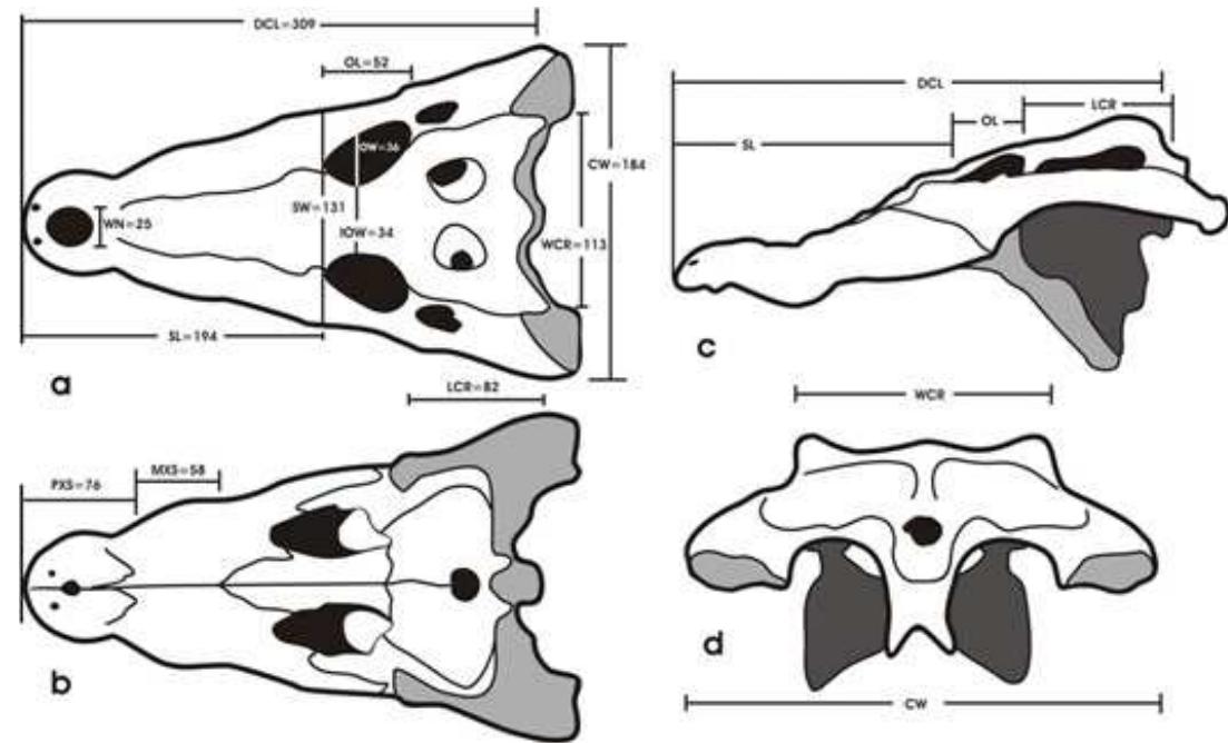 Dorsal (a), palatal (b), lateral (c), and posterior (d).