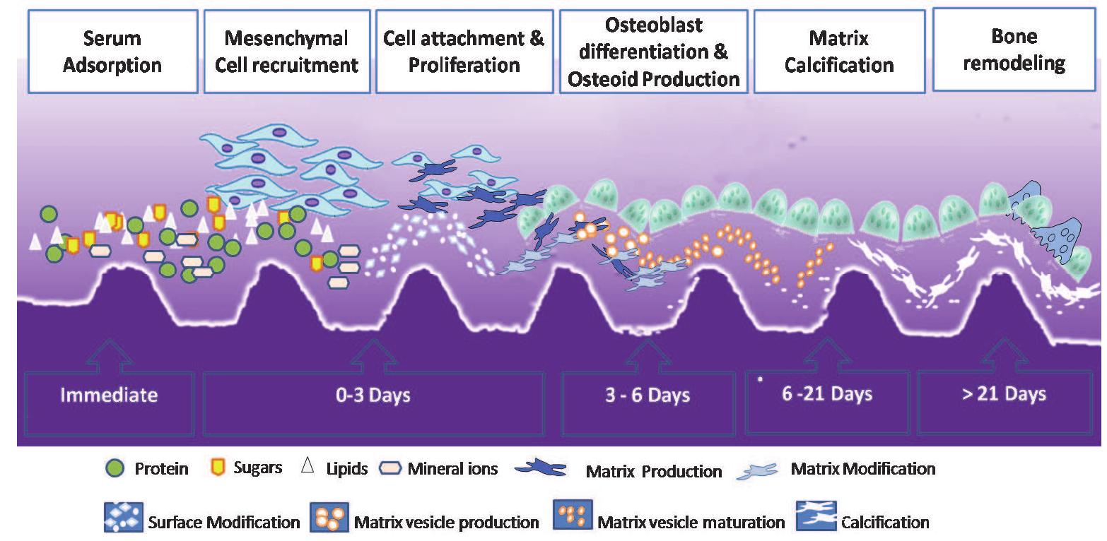 Clinical success of the implant. surface morphology