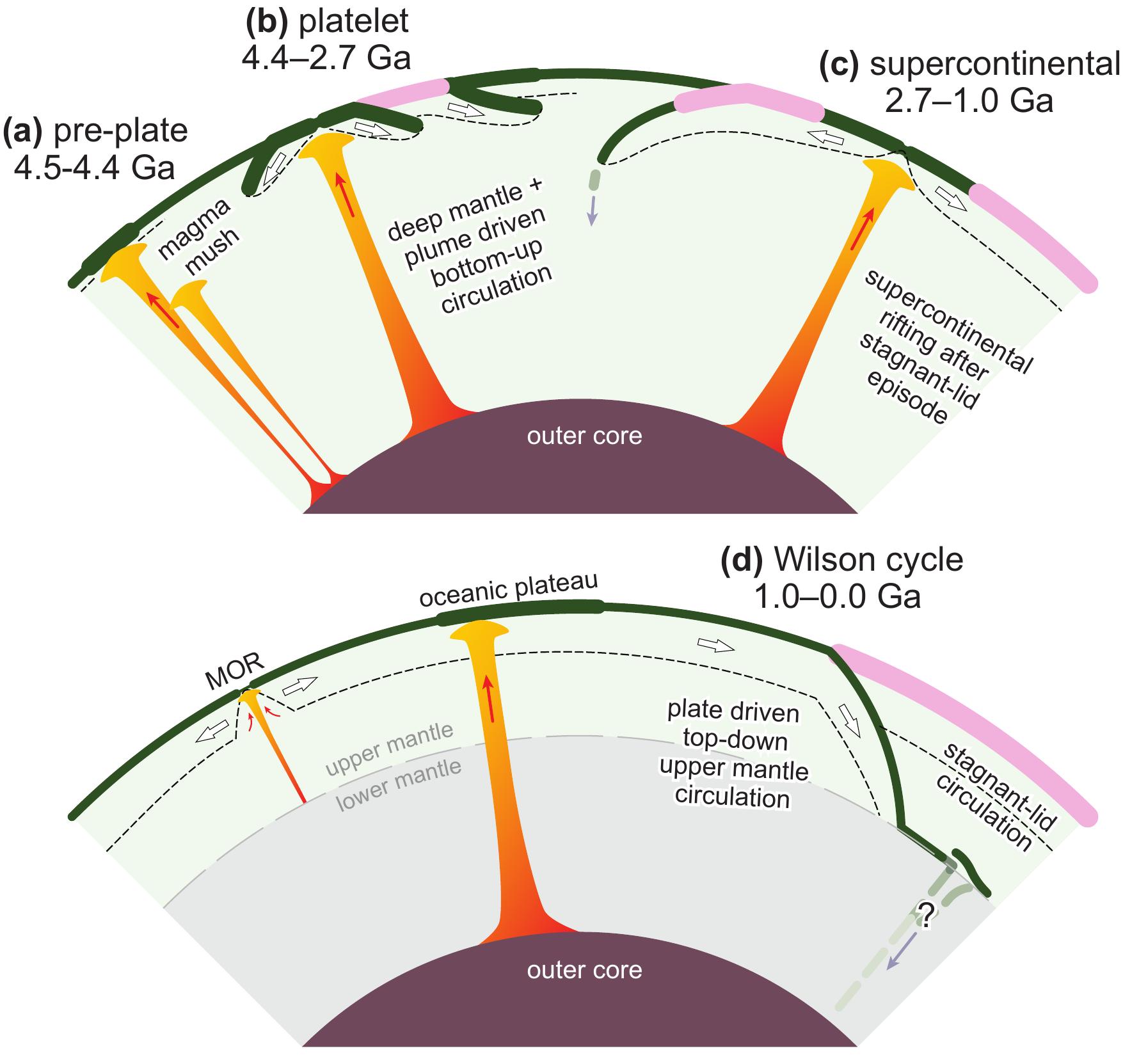 Schematic, transitional stages in evolution of the