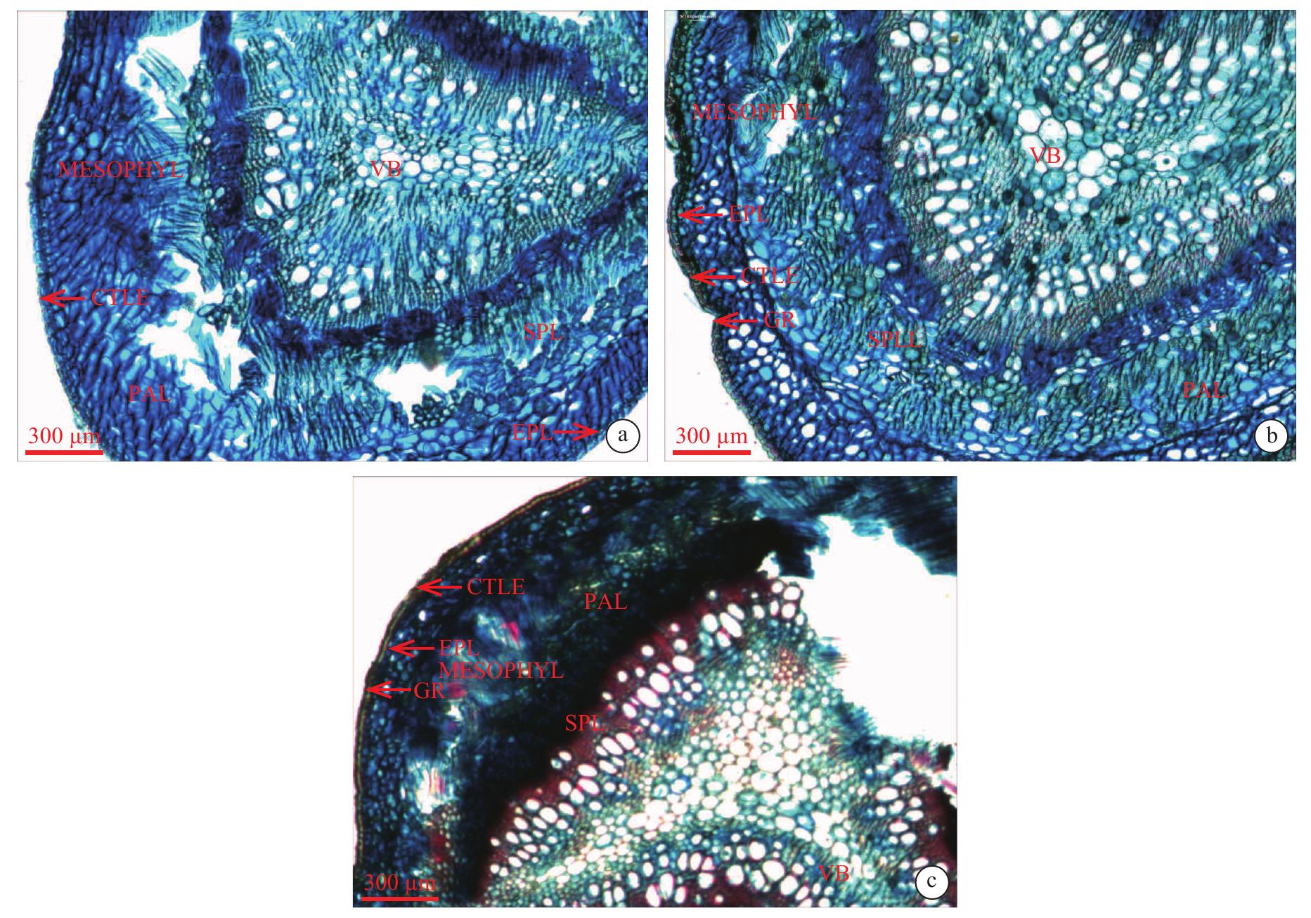 Leaf anatomy in mid-transverse section of khaya species. (a)