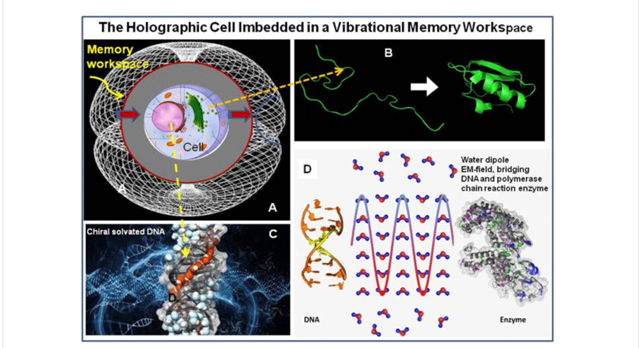 Toroidal hypersphere mediated morphogenesis of the integral