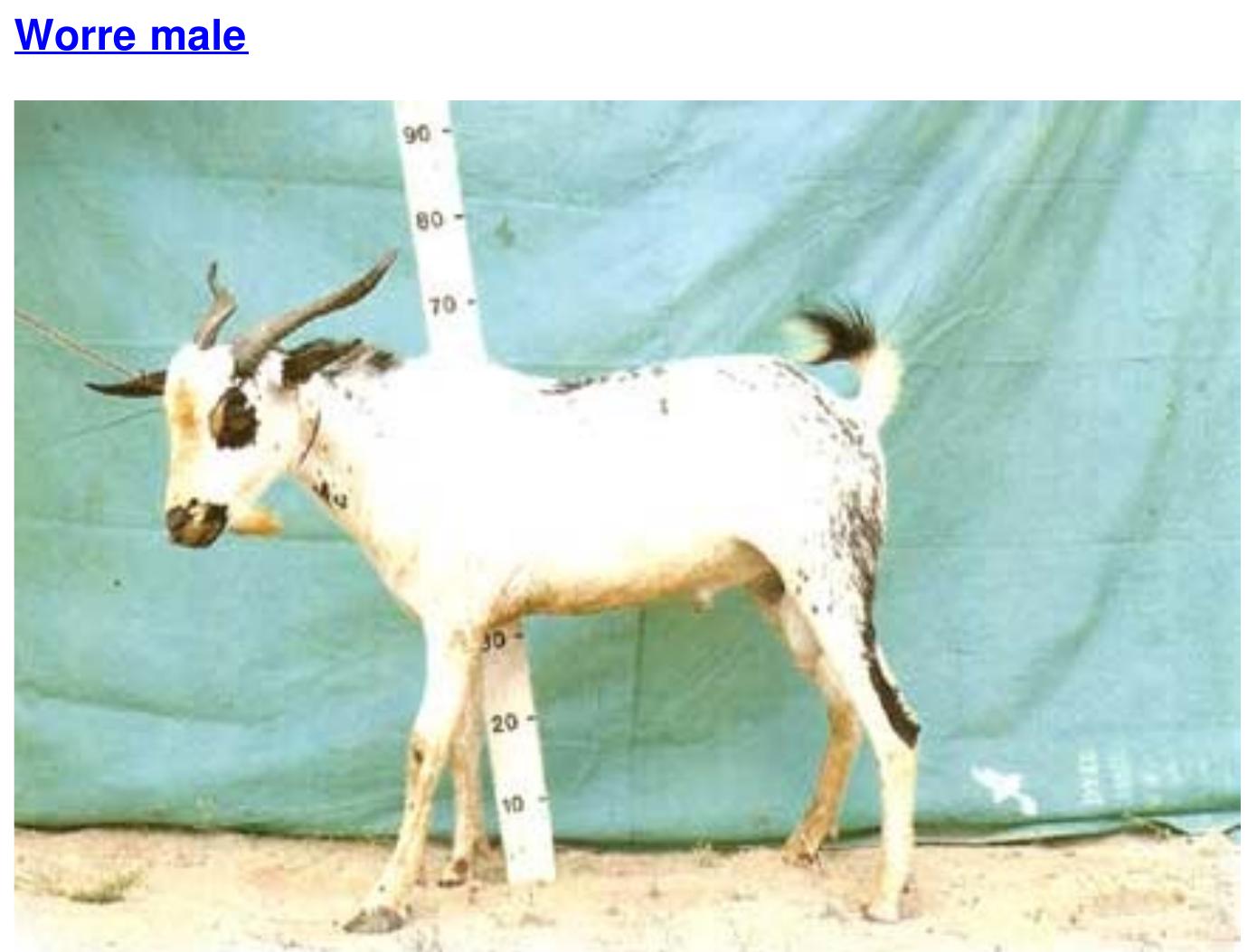 Figure 13 - Goat Types of Ethiopia and Eritrea -Physical