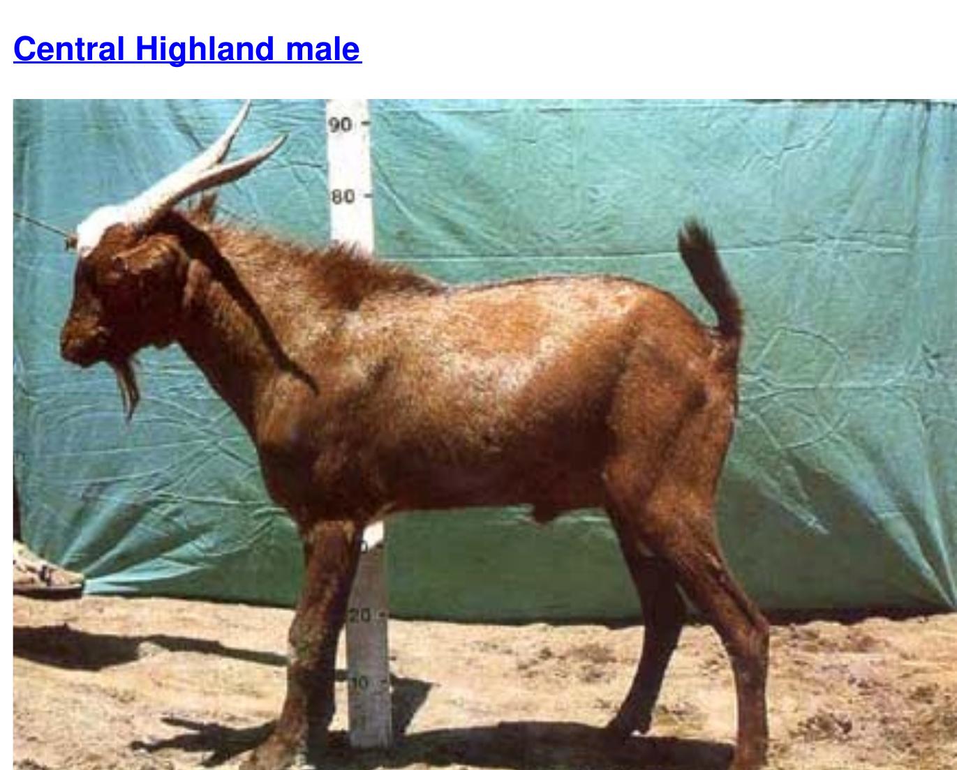 Figure 27 - Goat Types of Ethiopia and Eritrea -Physical