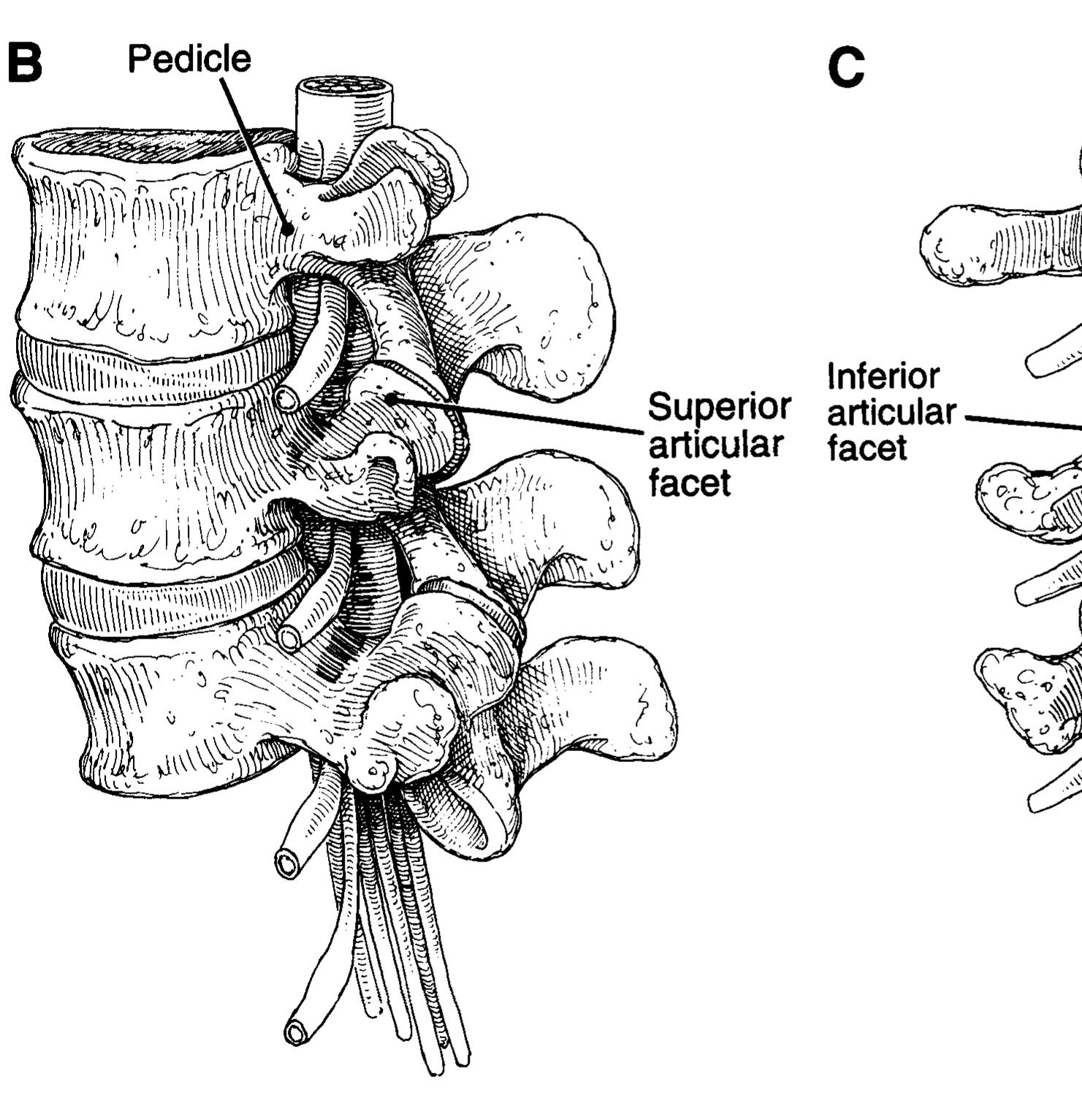 The normal anatomy of the lumbar spine. (a) axial view. the