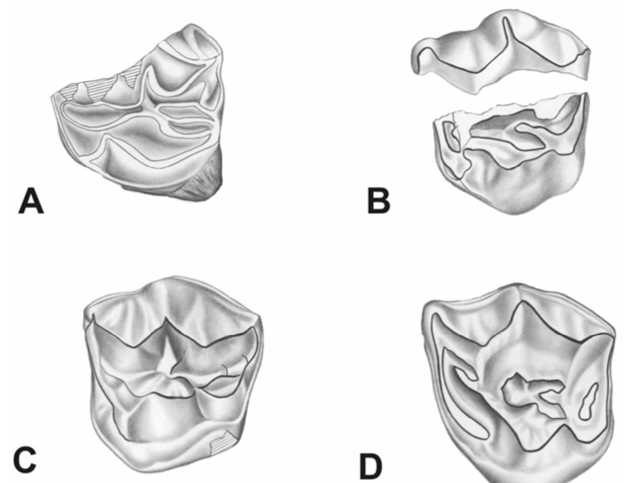 Occlusal views of upper molars of litoptern