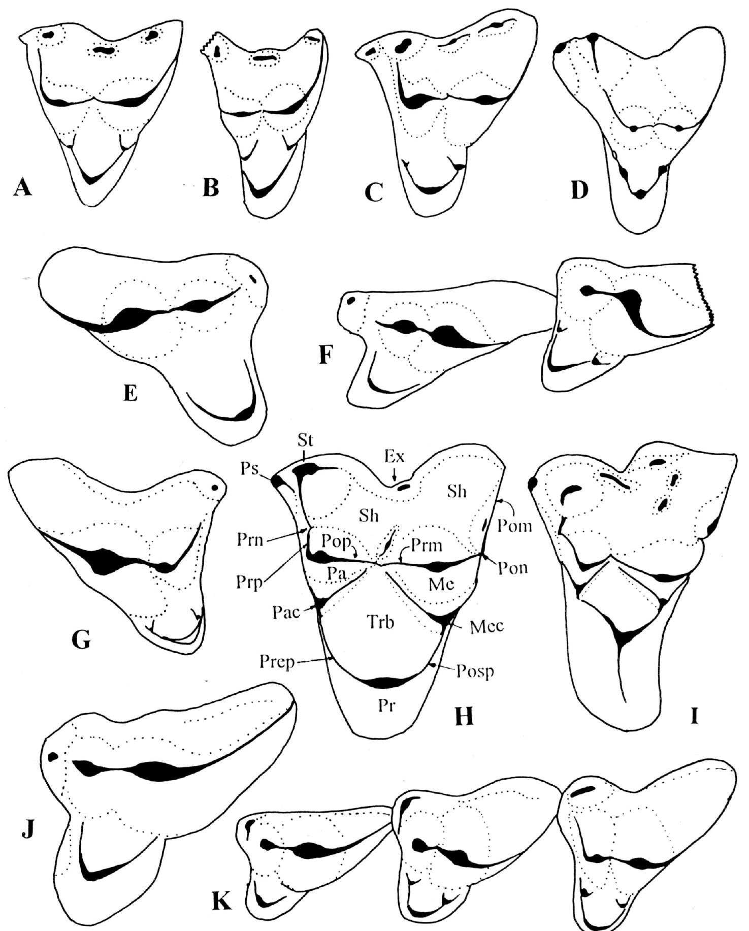“igure 1 schematic drawings, in occlusal view, of the upper