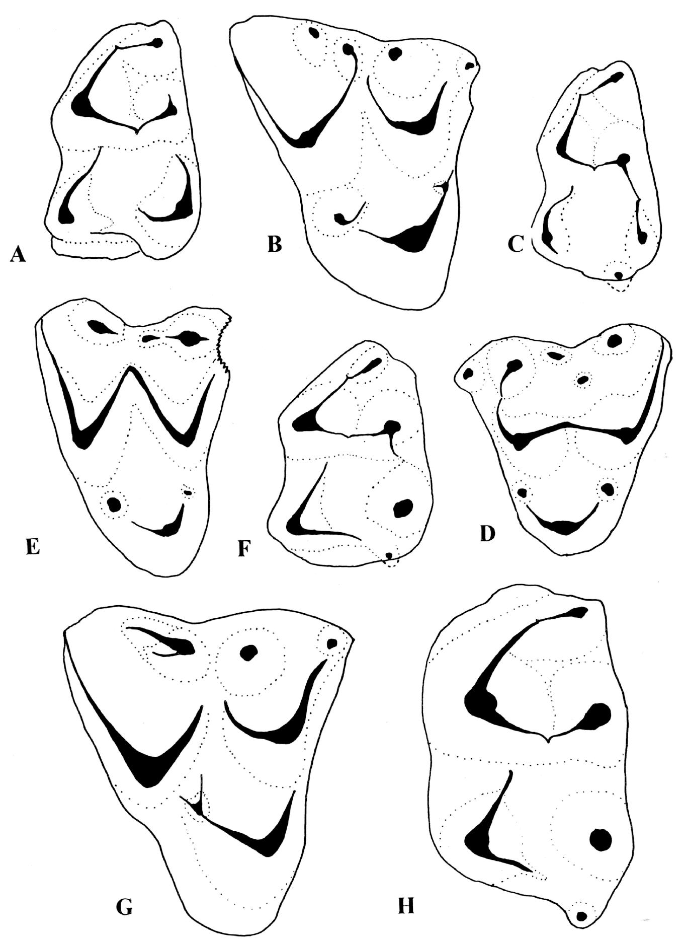 Schematic drawings of upper and lower molars of early south