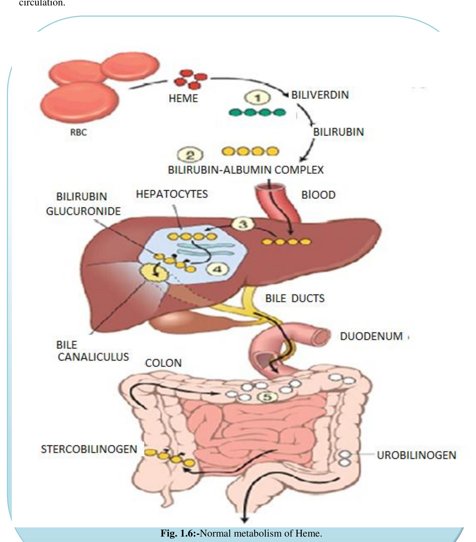Figure 7 LIVER FUNCTION TESTS PROTOCOL AND SIGNIFICANCE figure-7-liver-function-tests-protocol-and-significance