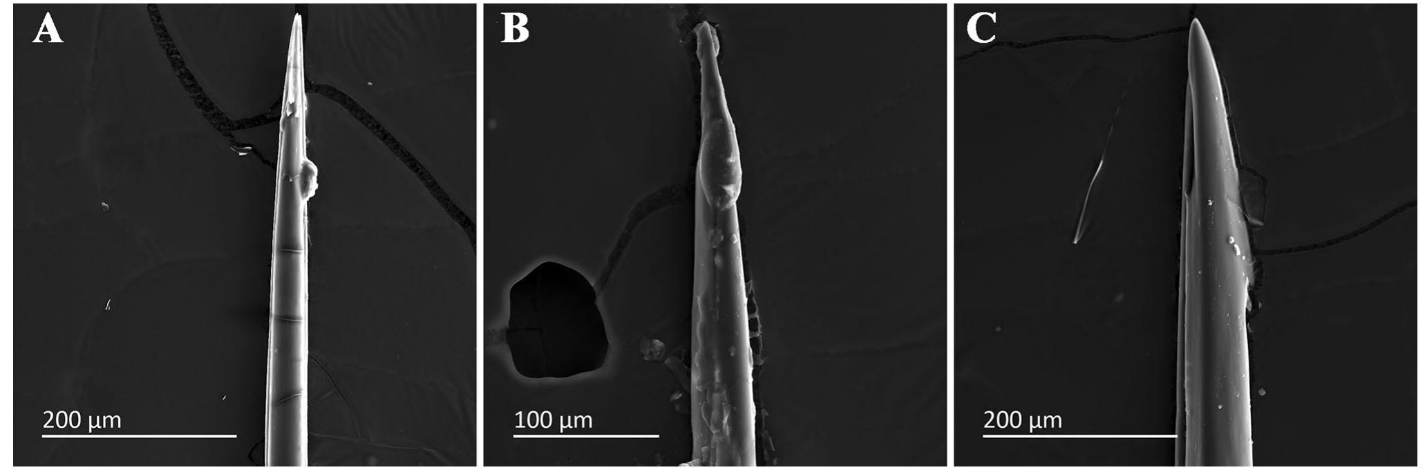 Scanning electron microscope images of the solitary bee