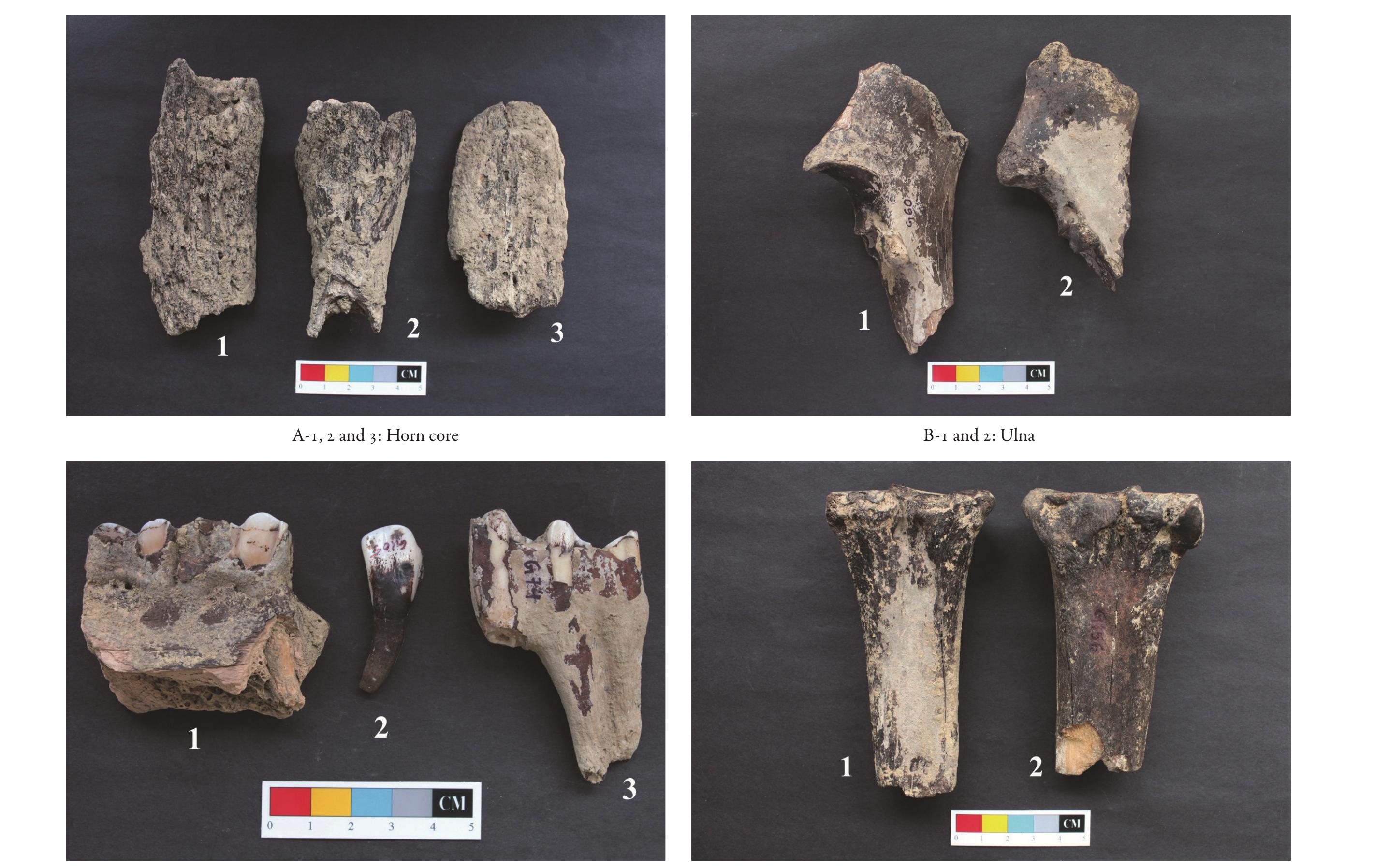 C-1, 2 and 3: mandibular teeth d-1 and 2: metacarpal plate