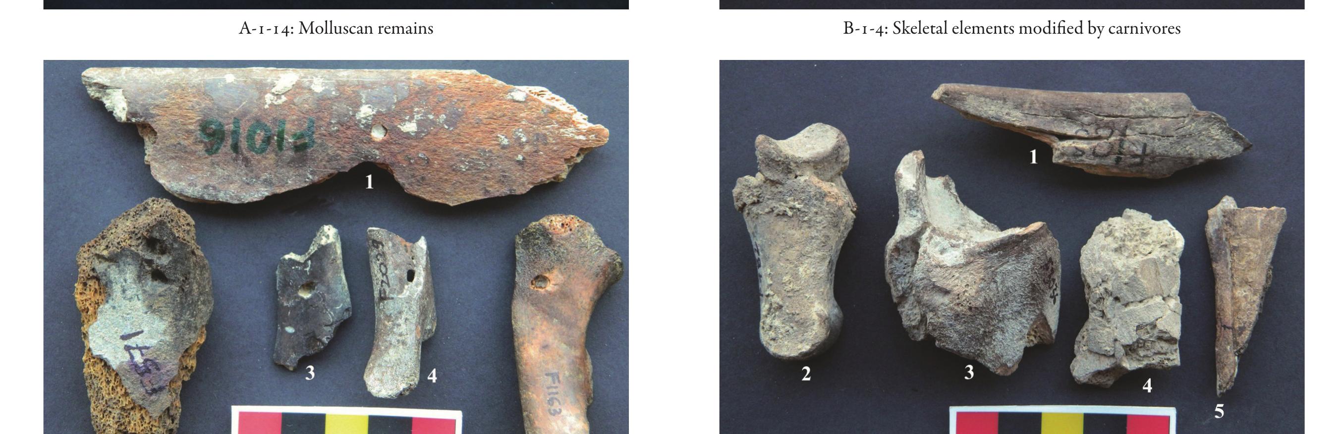 D-1-5: skeletal elements with trampling marks c-1-5: