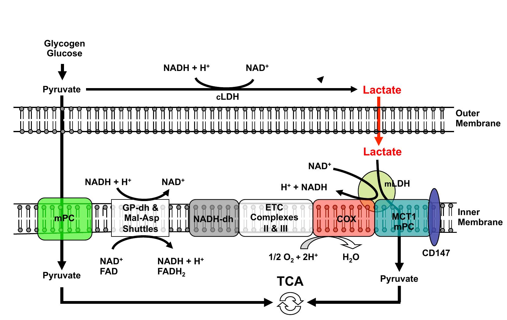 (PDF) Cell Metabolism Review The Science and Translation of Lactate ...