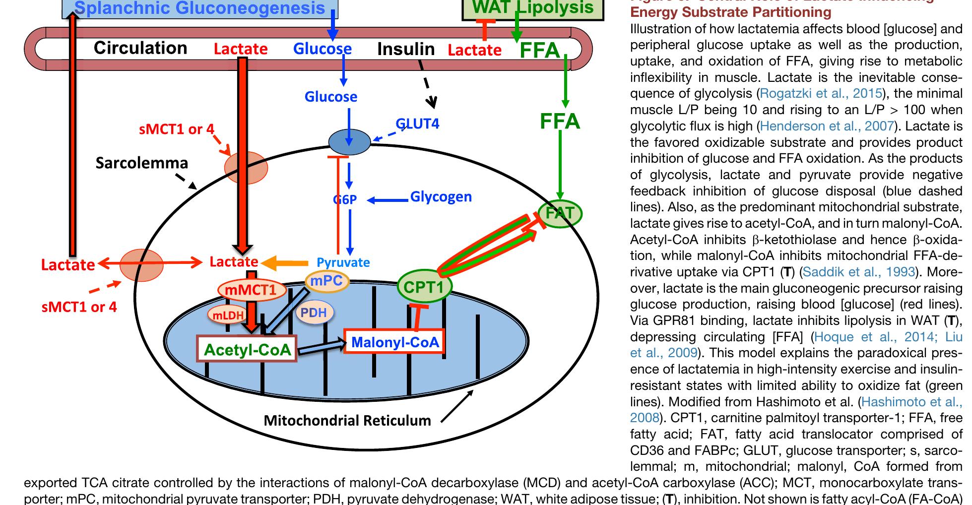 (PDF) Cell Metabolism Review The Science and Translation of Lactate ...