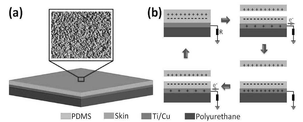 Schematic images showing (a) the proposed pdms-human skin
