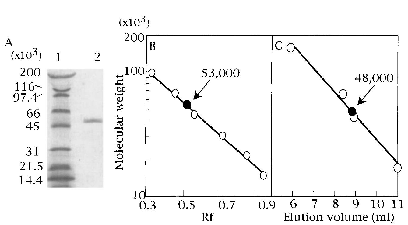 Indican and indican synthase from indigo plant fig. 7
