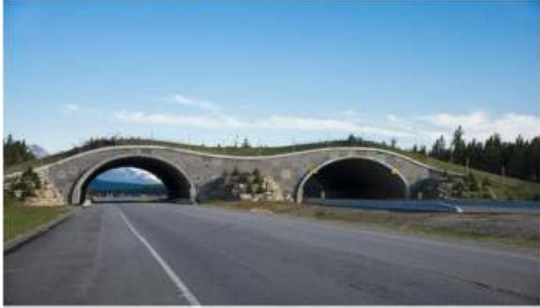 Wildlife overpasses in banff allow animals to cross over th