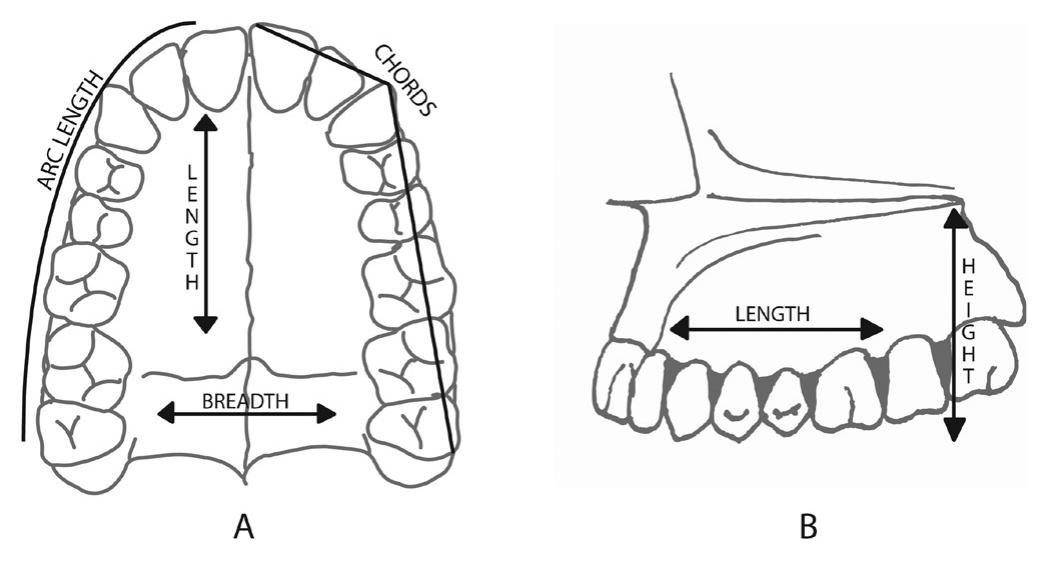 —proposed standard axes of measurement for the dental