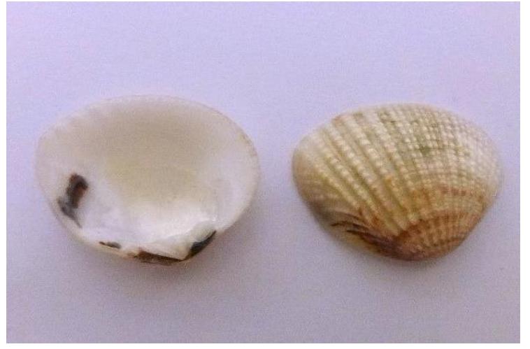 Local name: balisa species: g. divaricatum kingdom: animalia