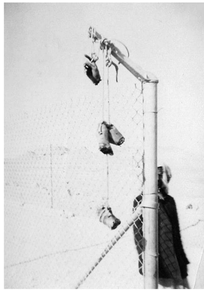 Dismembered limbs hung on aramco’s periphery fence. this