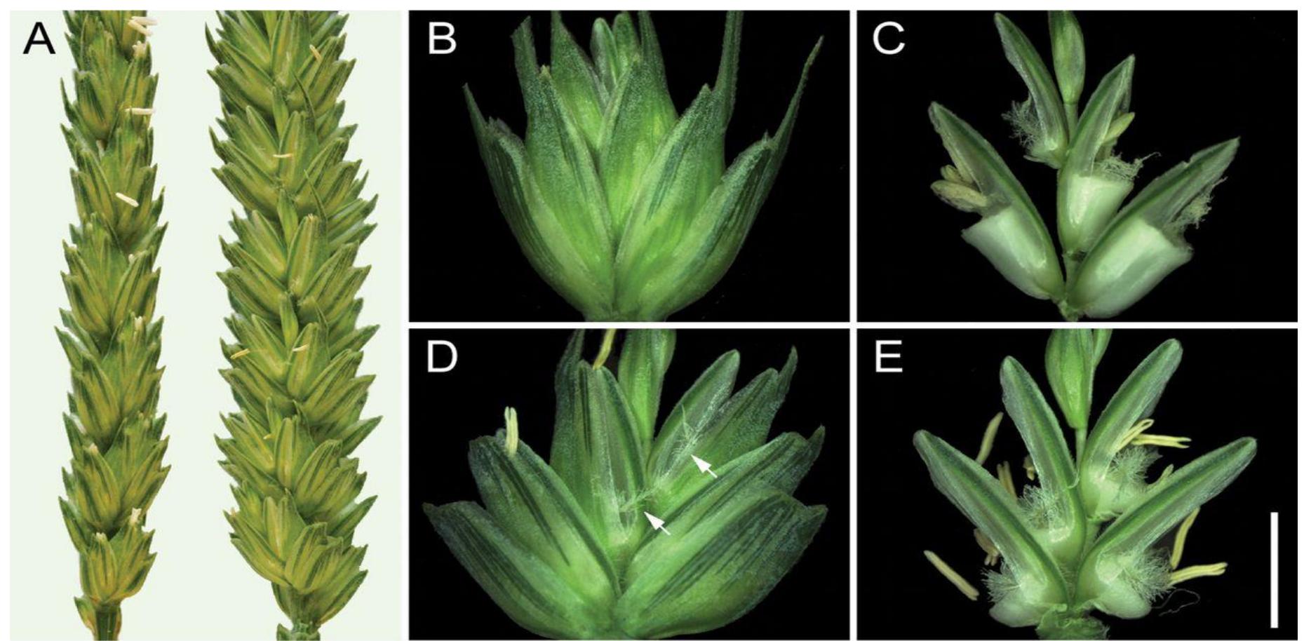 Figure 2 - from wheat hybridization.pdf