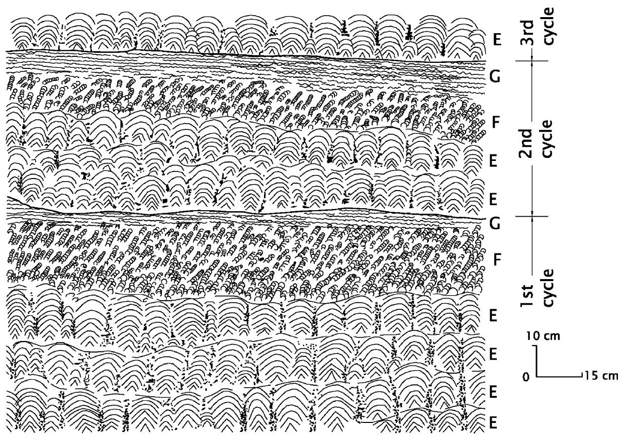 A field drawing depicting mutual vertical transitions