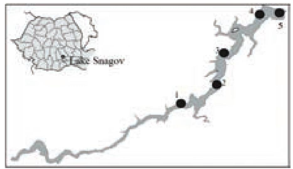 The lake snagov sampling map (1-5 sampling transects with