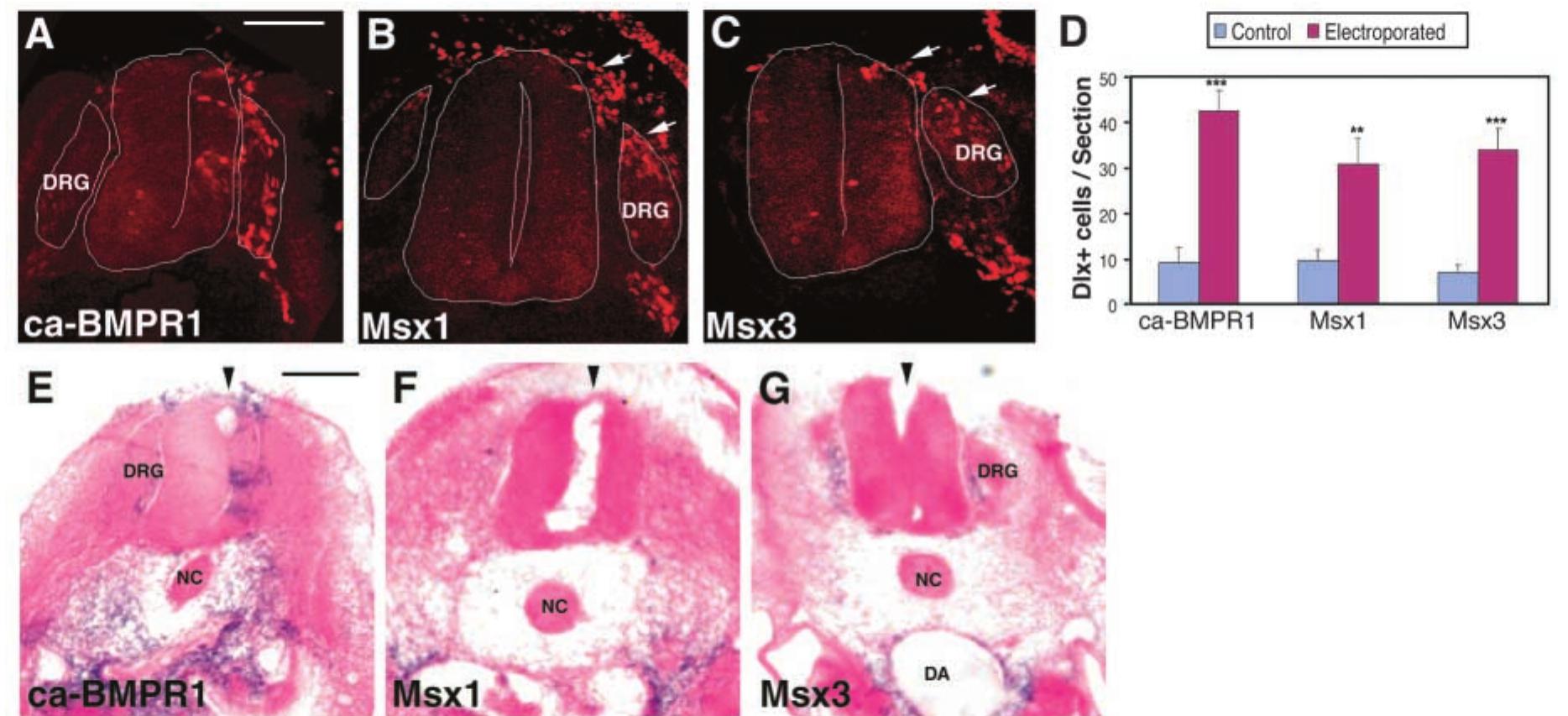 Neural crest marker dlx is induced by bmp signaling, msx!