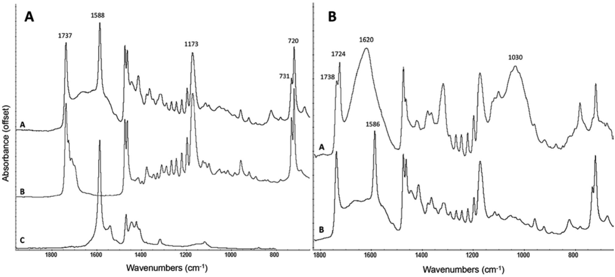 A. ftir analysis of inlay (2000-600 cm”). (a) fingerprint
