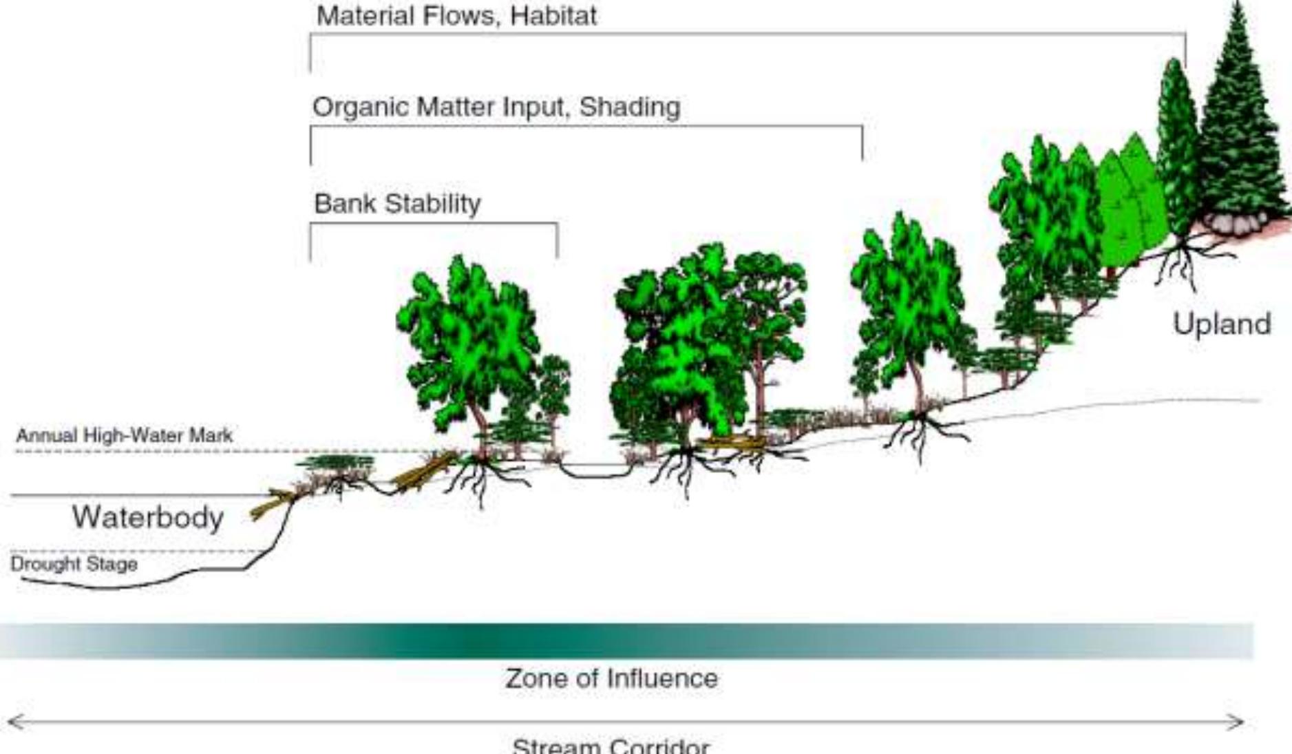 Schematic representation of a riparian area showing a zone