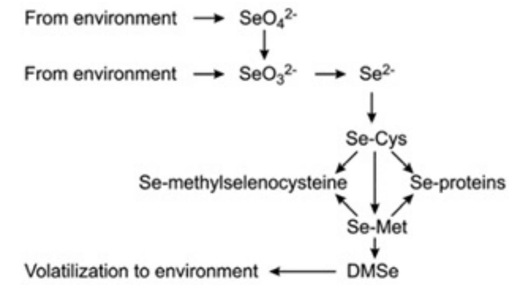 Schematic representation of the main steps of se metabolism
