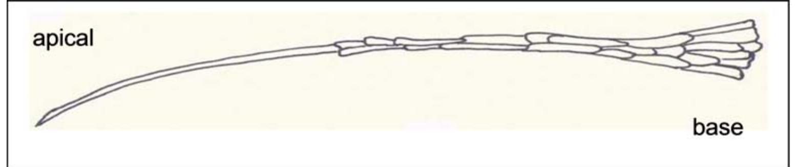 Drawing of a dermal hair from cv. ‘hayward’ kiwifruit. cell
