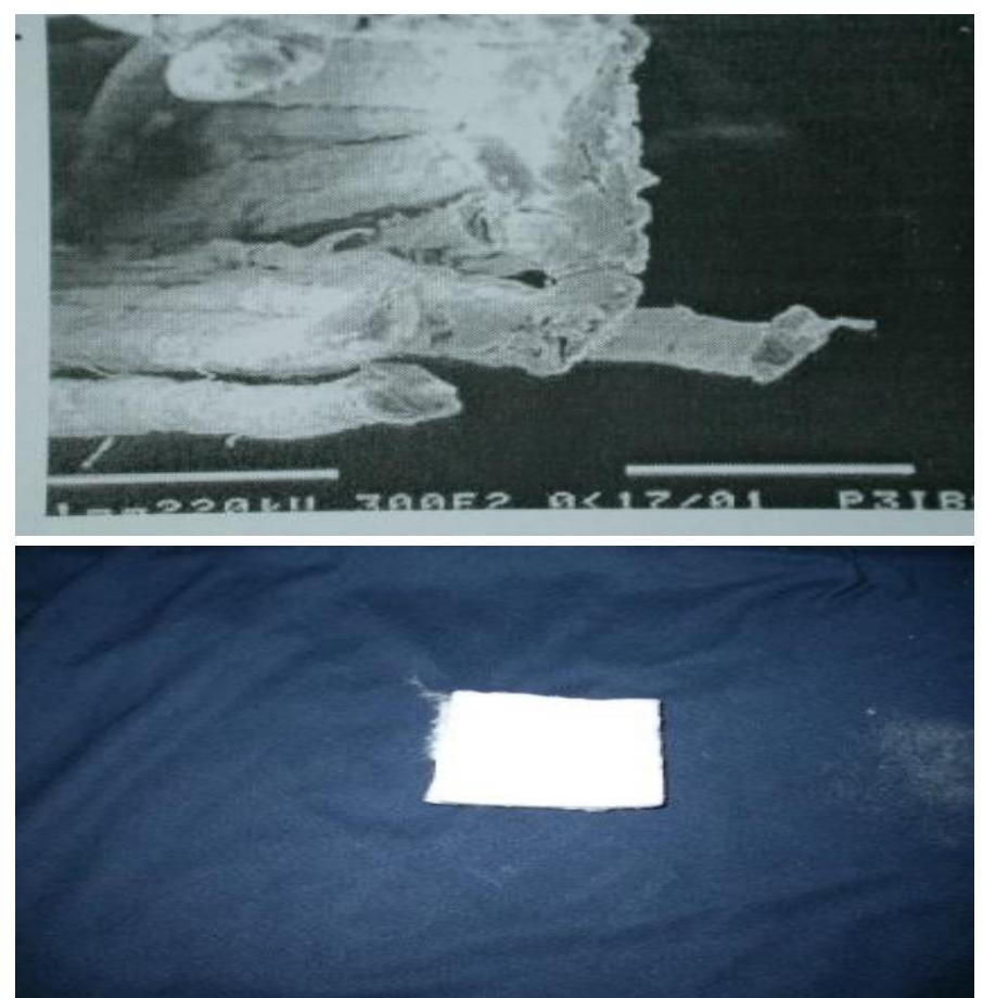 Gambar 3. foto sem serat fluff kenaf dan lembaran fluff