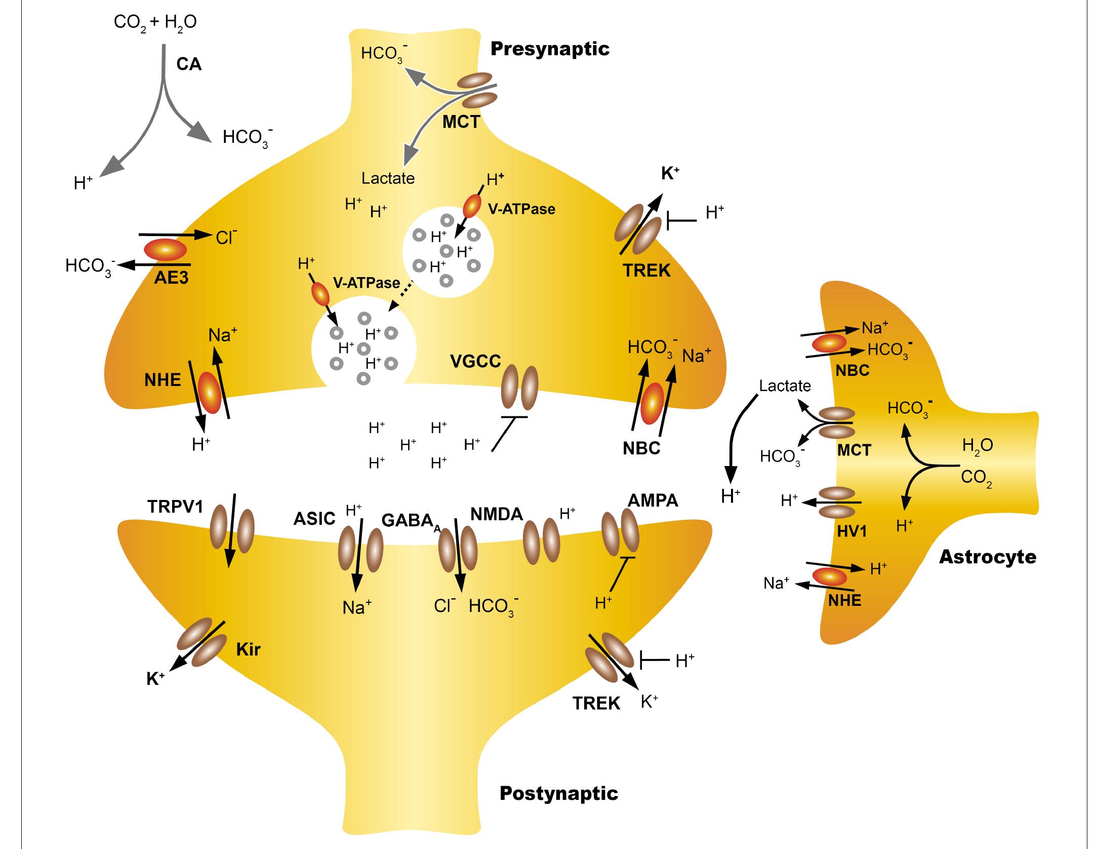 | extracellular proton homeostasis. presynaptic cells