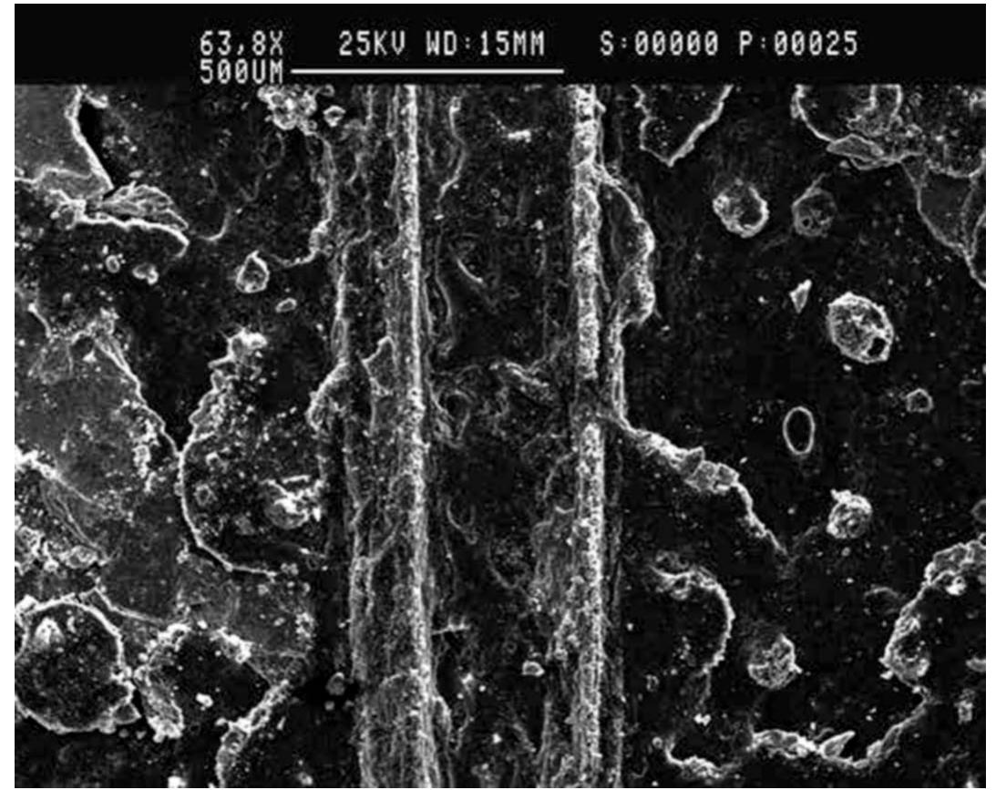 Scanning electron microscope images of slice marks (specimen