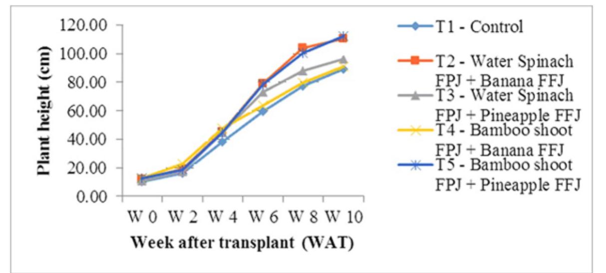 Plant height of tomato as influenced by fpj and ffj